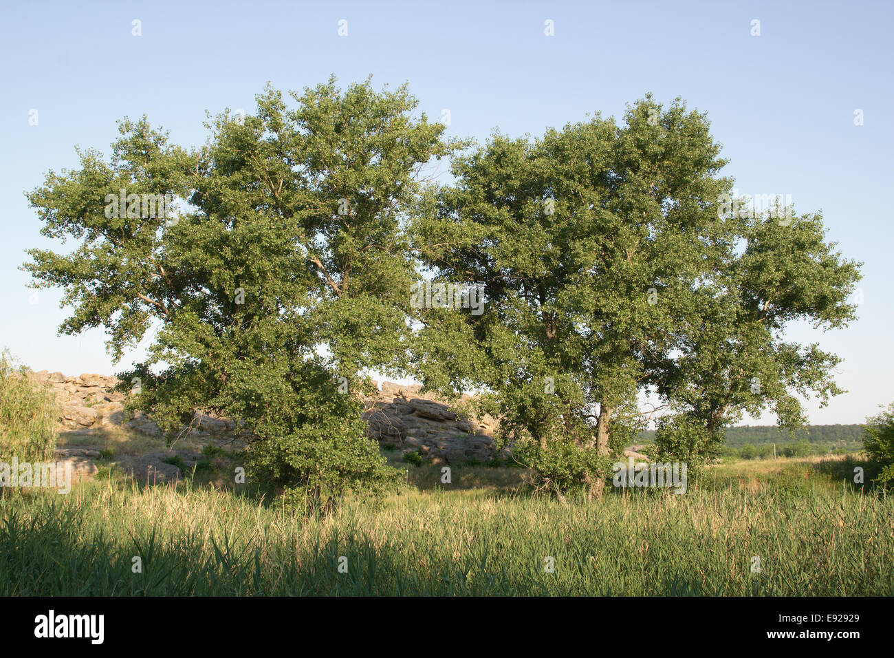 Ukrainian plants hi-res stock photography and images - Alamy