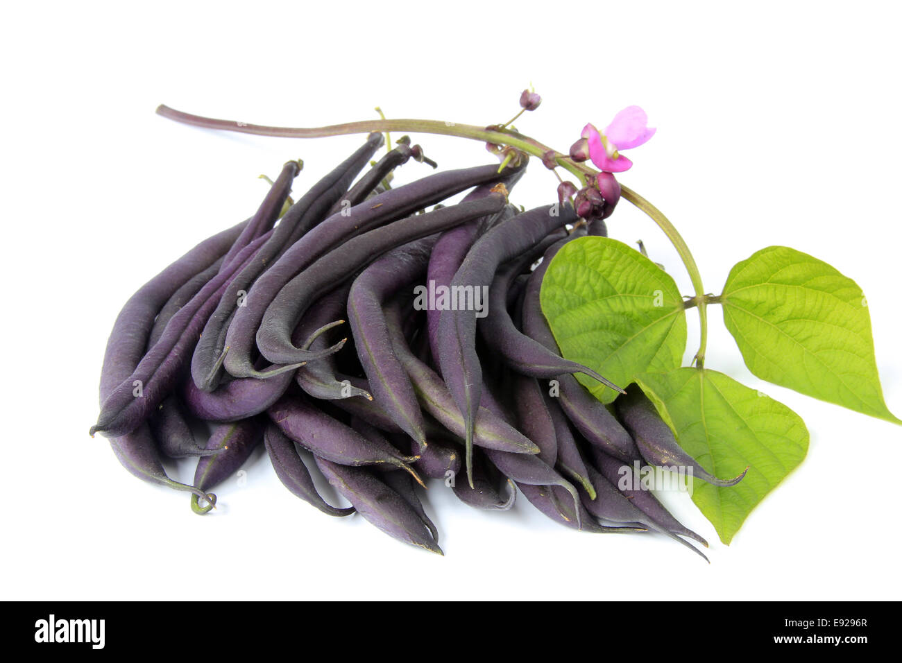 Fresh picked blue purple Cut Out Stock Images & Pictures - Alamy