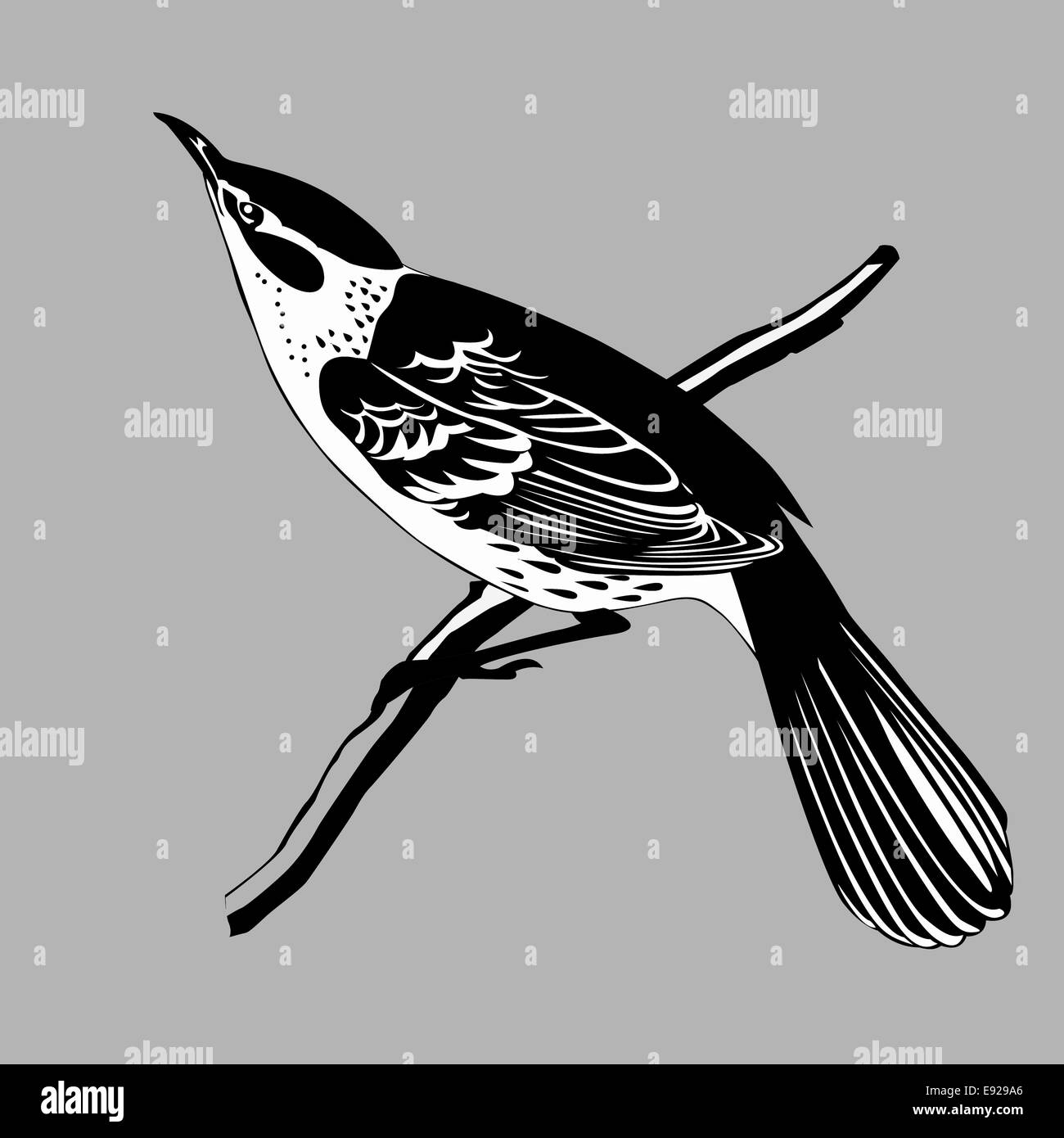 thrush silhouette on gray background Stock Photo - Alamy