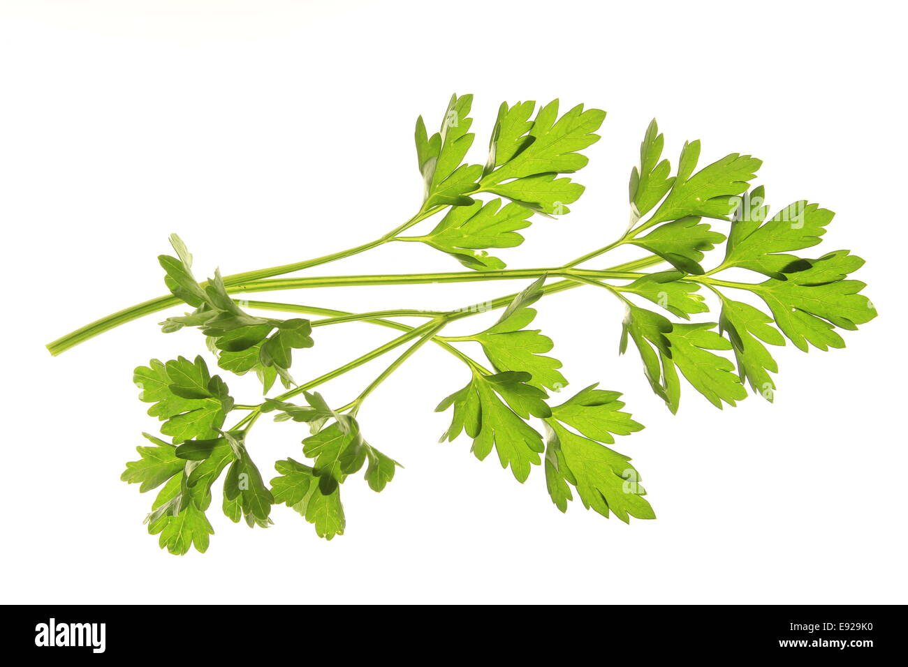Decorative parsley hi-res stock photography and images - Alamy