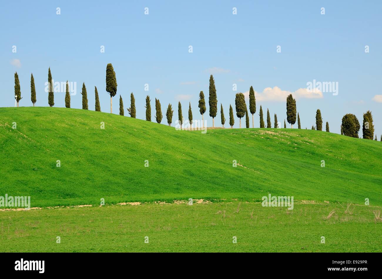 Alley cypresses hi-res stock photography and images - Alamy