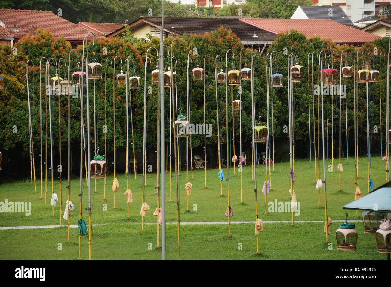 Bird singing contest hi-res stock photography and images - Alamy