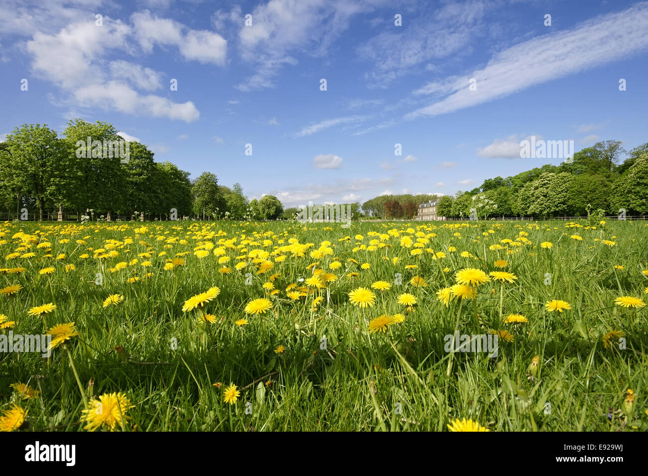 Grassland with yellow hawkbit Stock Photo - Alamy