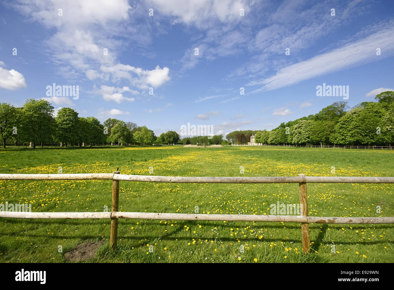 Grassland with yellow hawkbit Stock Photo - Alamy