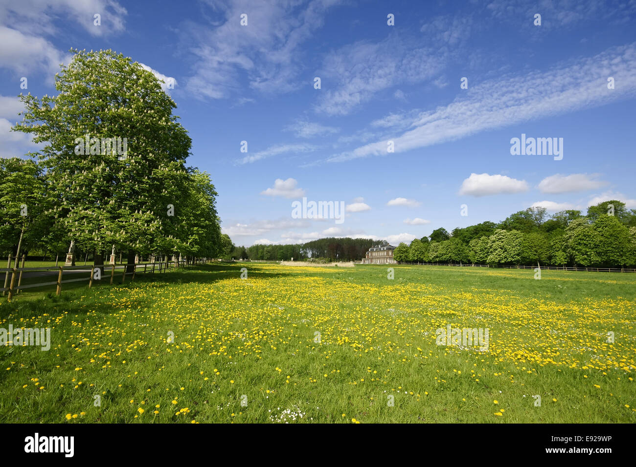 Grassland with yellow hawkbit Stock Photo - Alamy