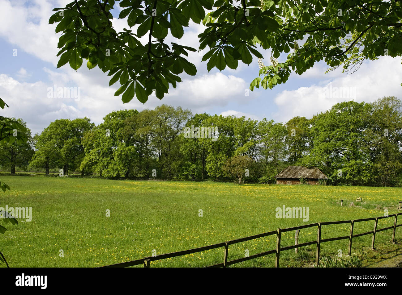 Grassland with yellow hawkbit Stock Photo - Alamy