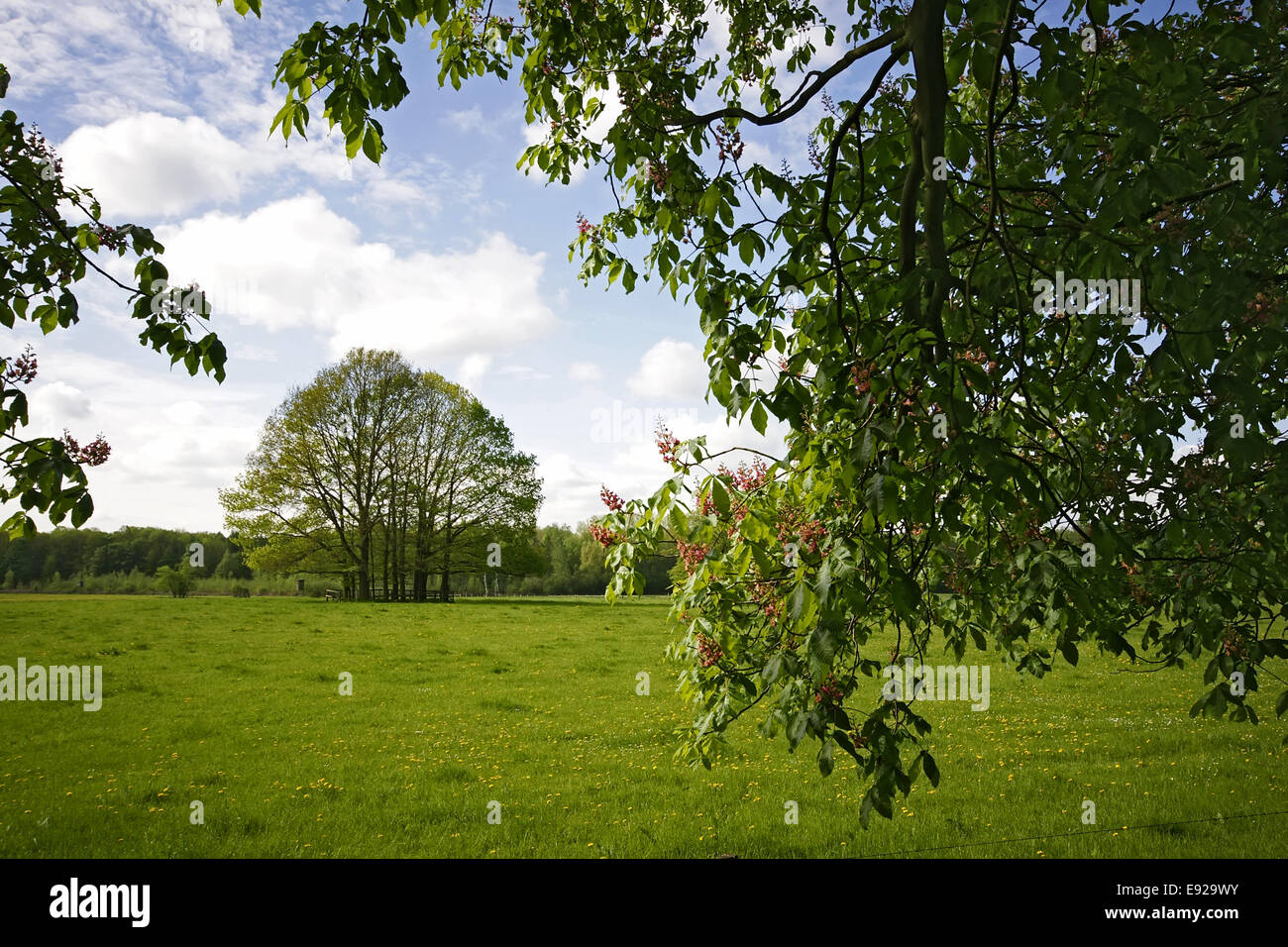 Grassland with yellow hawkbit Stock Photo - Alamy