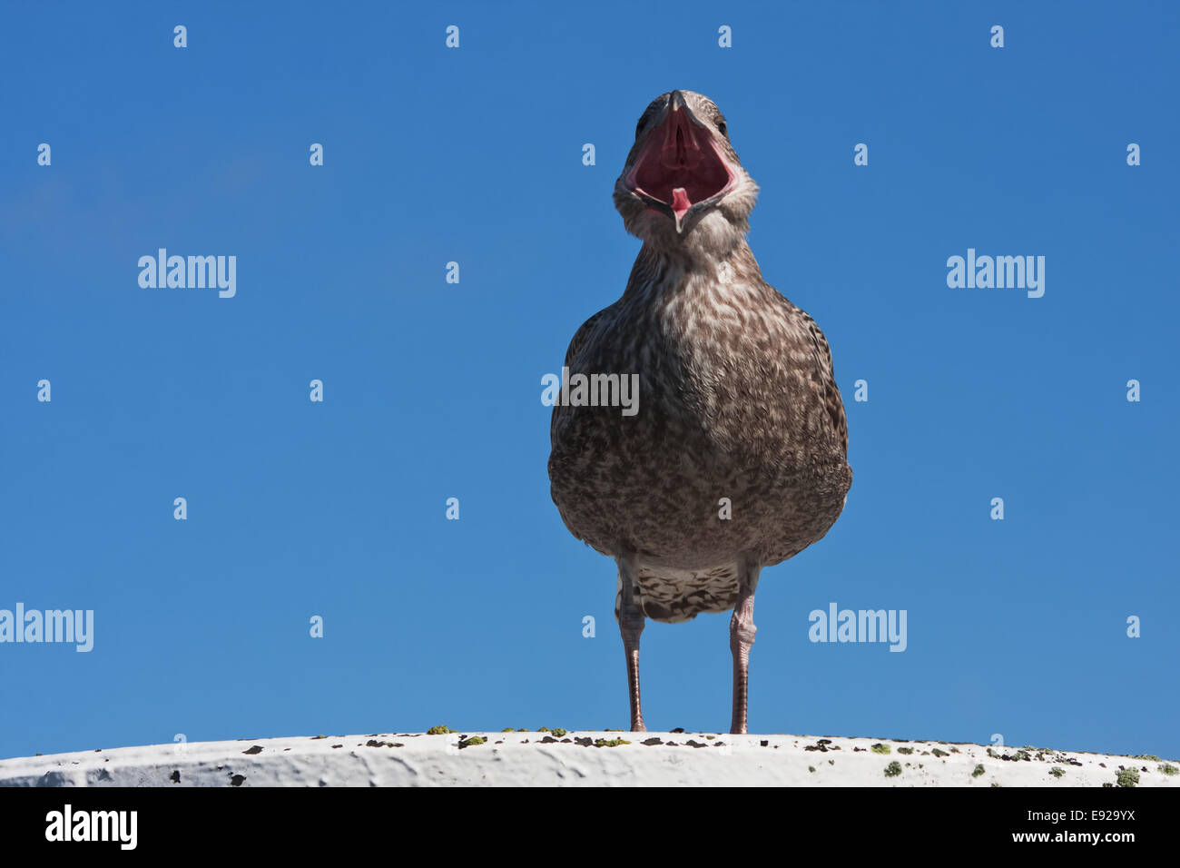 Shouting bird hi-res stock photography and images - Alamy