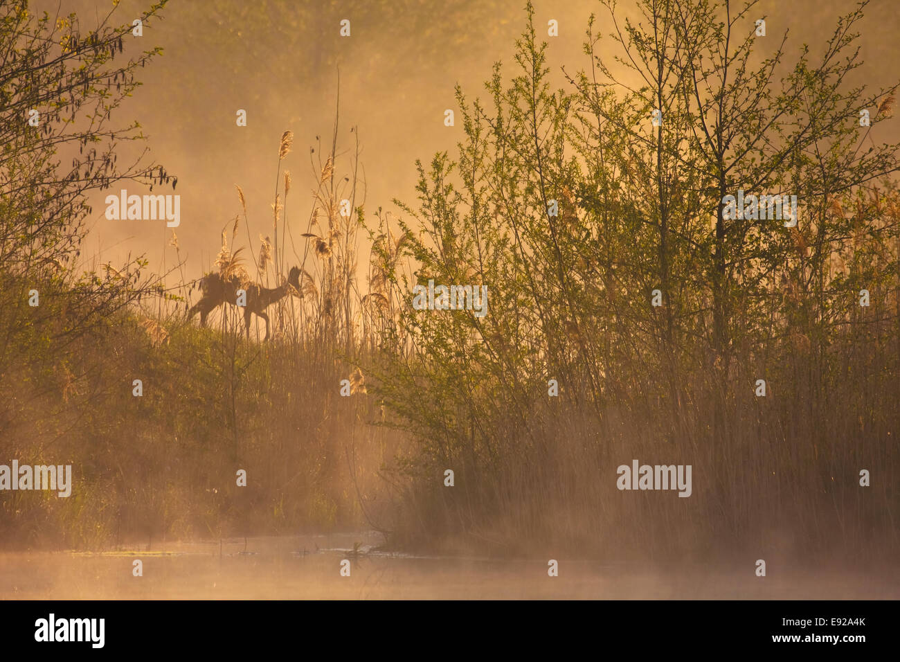 deer in early morning fog Stock Photo - Alamy