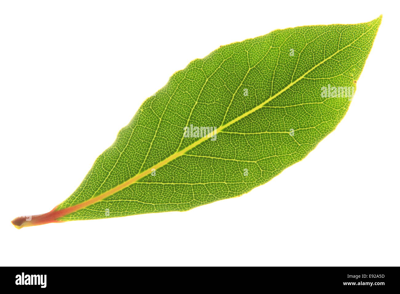 Laurel leaf background hi-res stock photography and images - Alamy