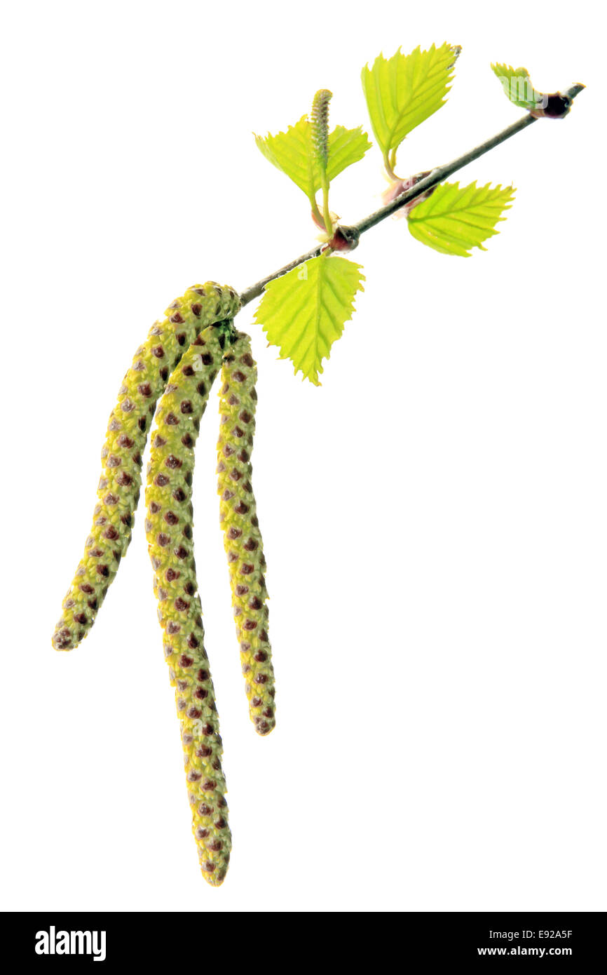 Flowering birch tree hi-res stock photography and images - Alamy