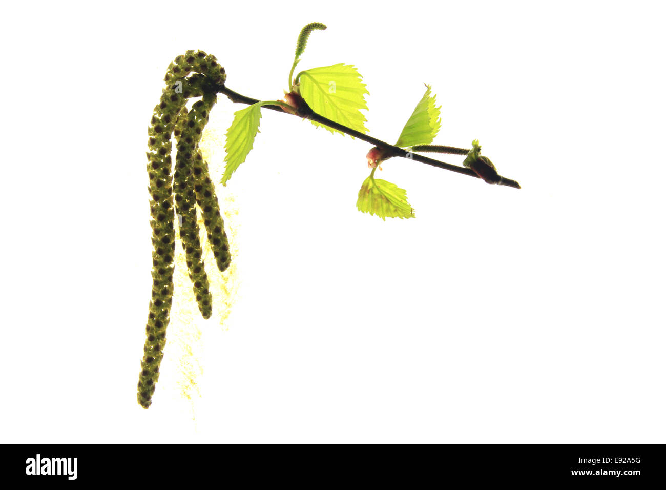 flowering birch twig Stock Photo - Alamy