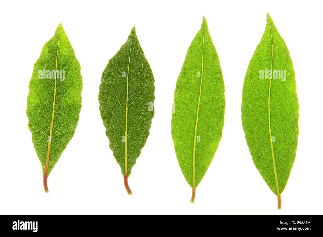 Bay leaf cut out hi-res stock photography and images - Alamy