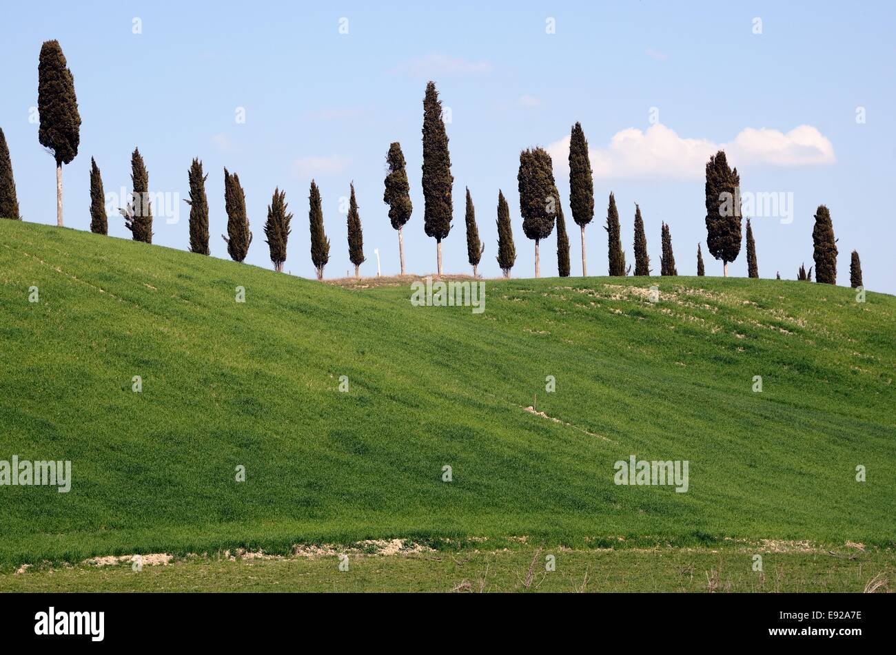 Alley cypresses hi-res stock photography and images - Alamy