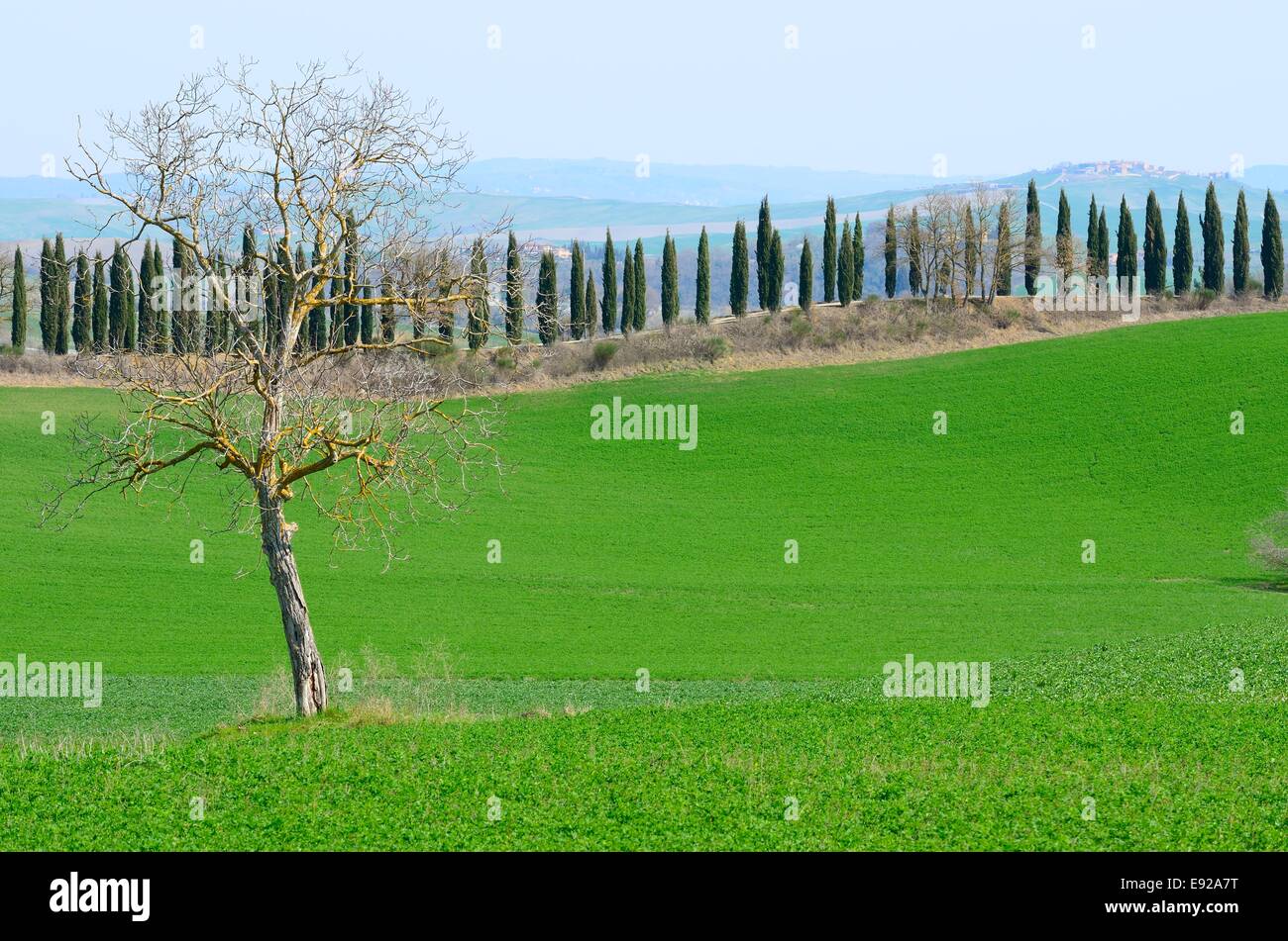 Alley cypresses hi-res stock photography and images - Alamy