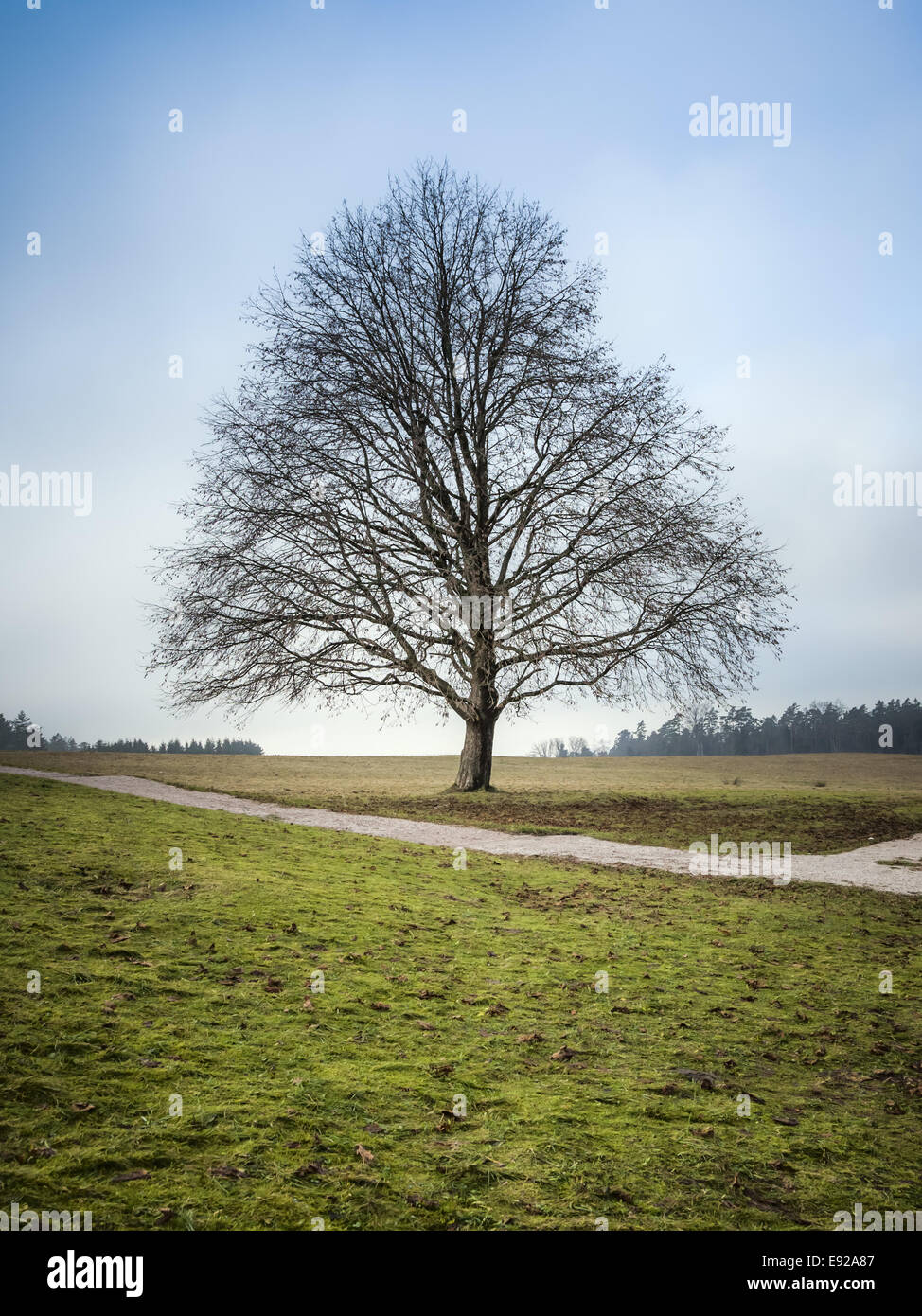 Dreaming tree hi-res stock photography and images - Alamy