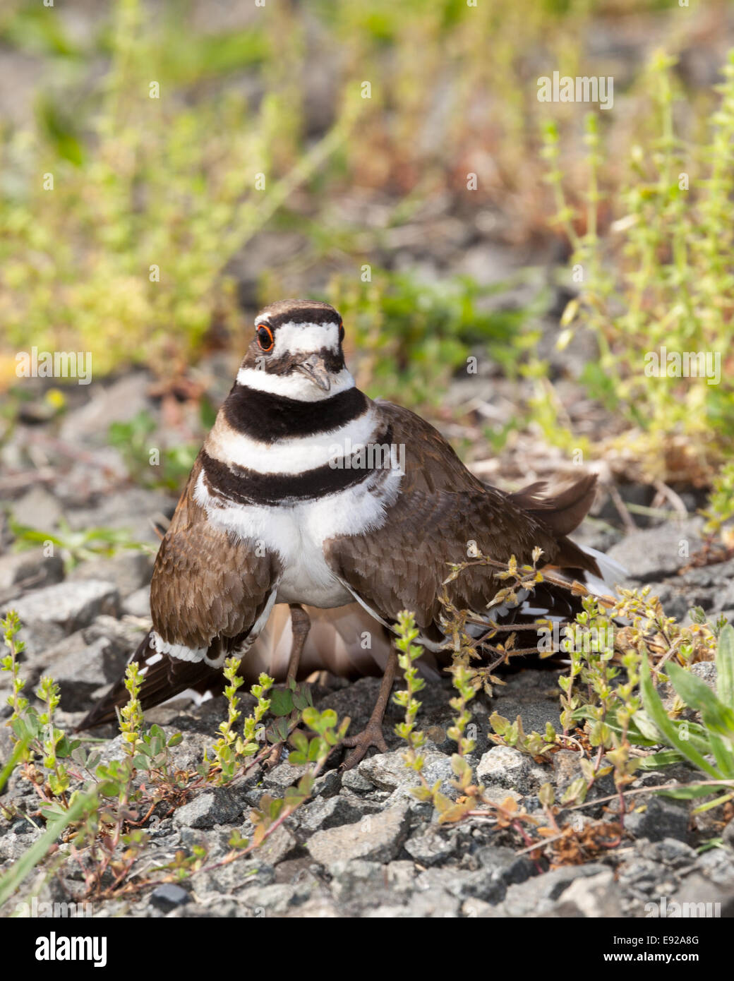 Killdeer bird hi-res stock photography and images - Alamy