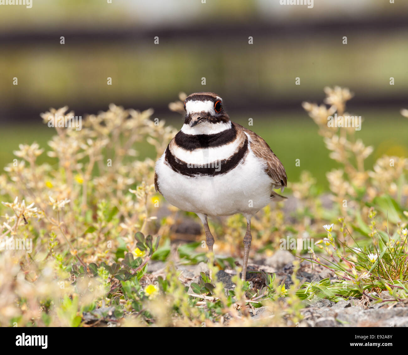 Killdeer bird defending its nest Stock Photo - Alamy