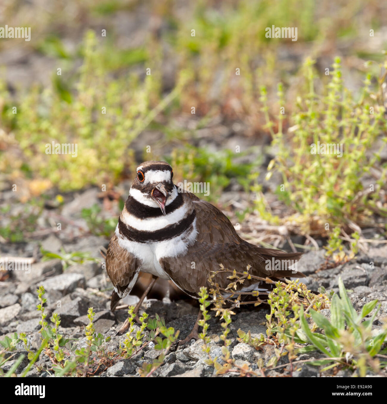 Killdeer bird defending its nest Stock Photo - Alamy