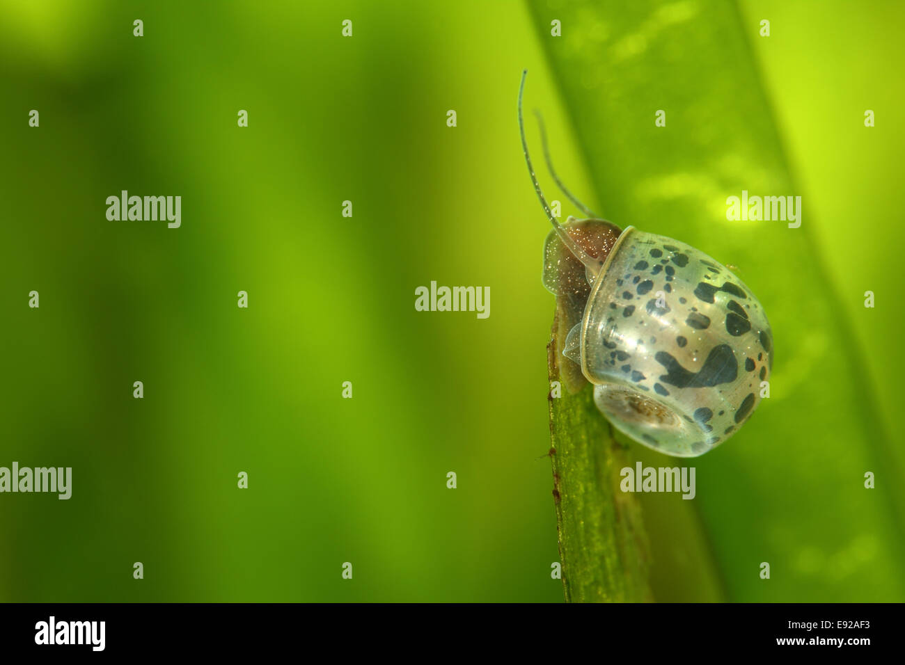 Planorbarius corneus hi-res stock photography and images - Alamy