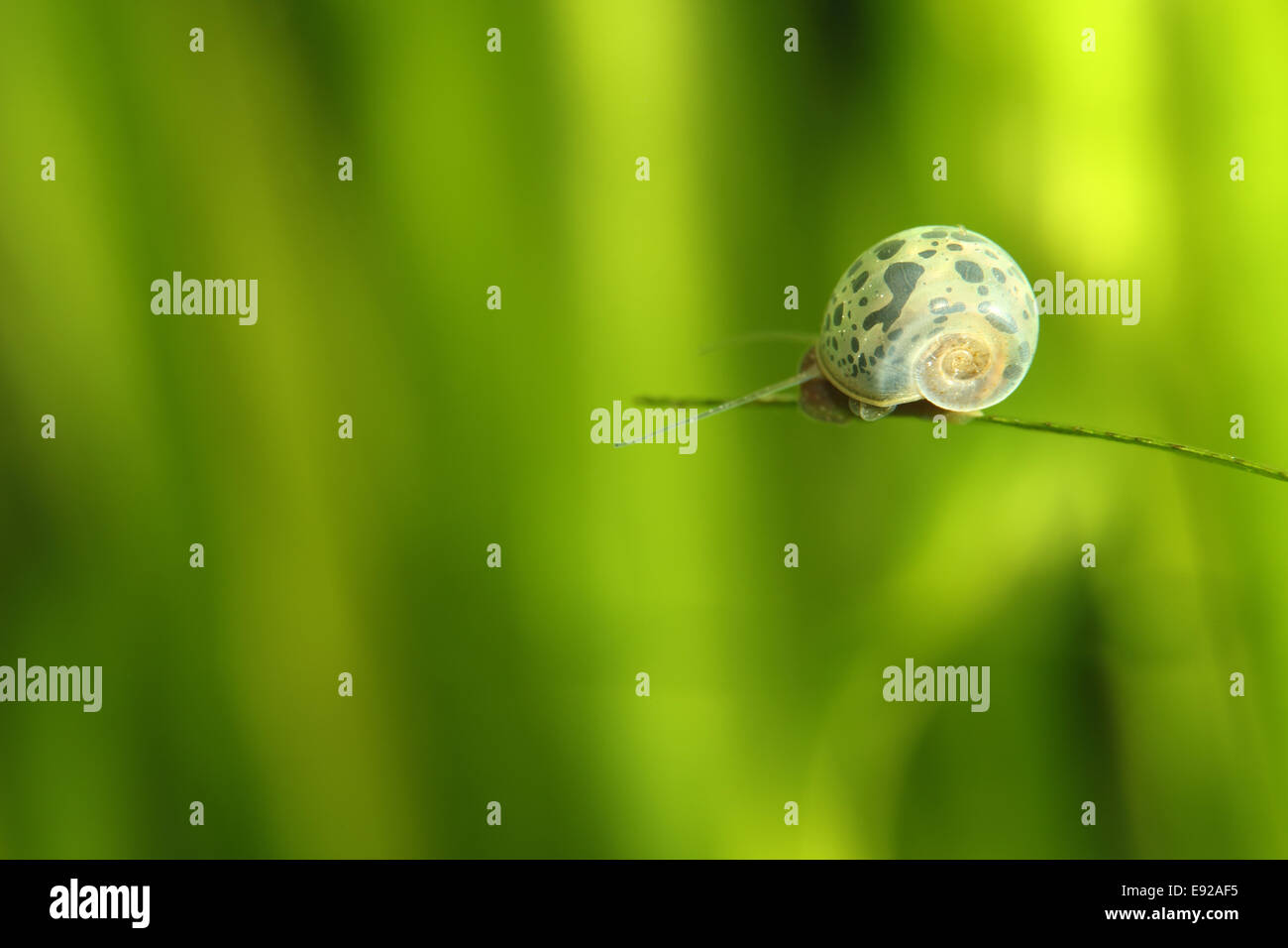 Planorbarius hi-res stock photography and images - Alamy