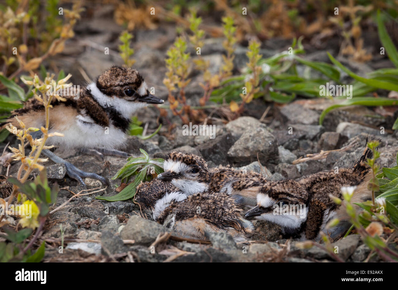 Killdeer Chicks