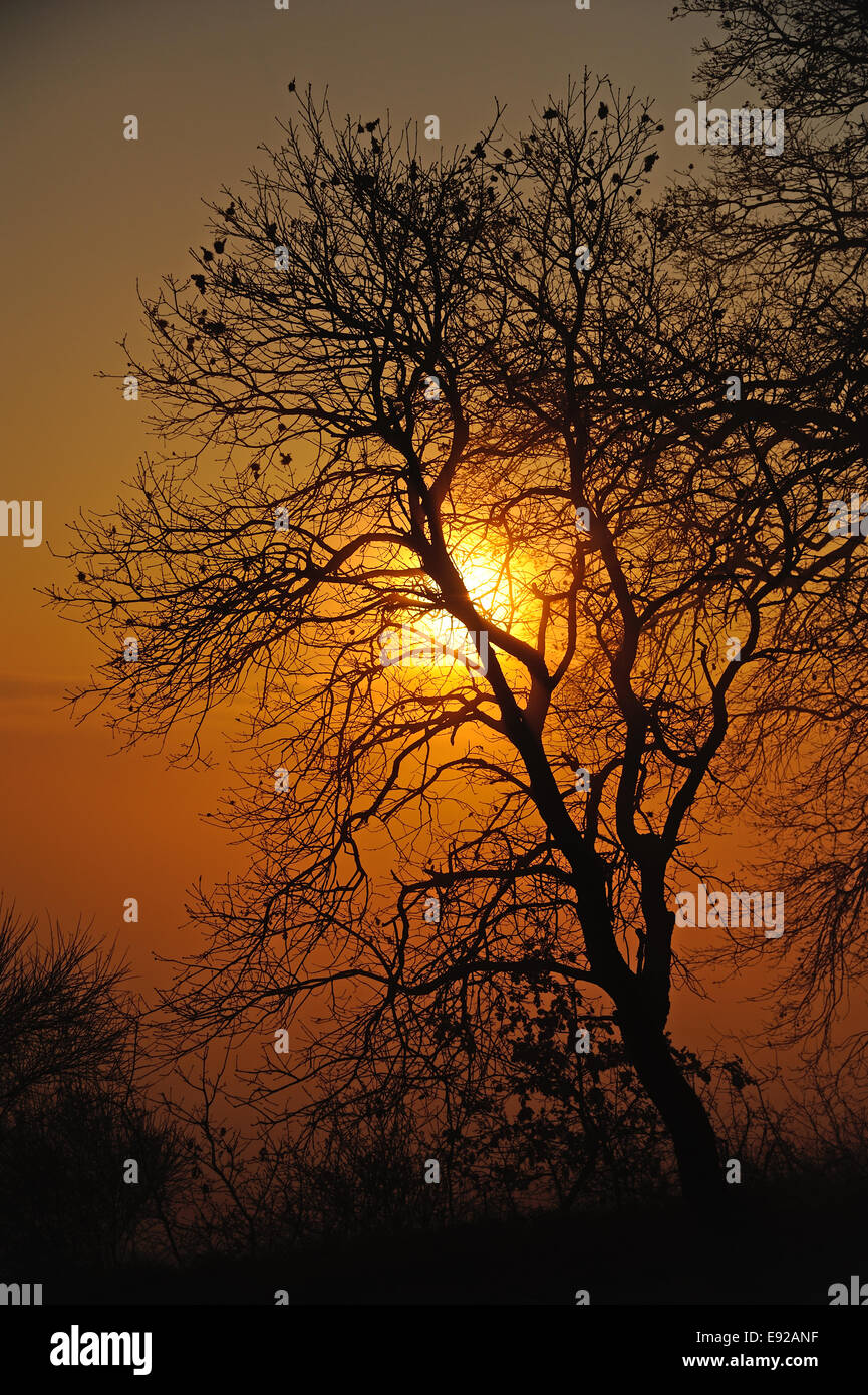 Sunrise in backlight Stock Photo - Alamy
