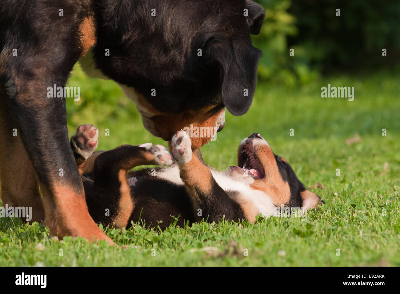 female dog and puppy play in the garden Stock Photo - Alamy
