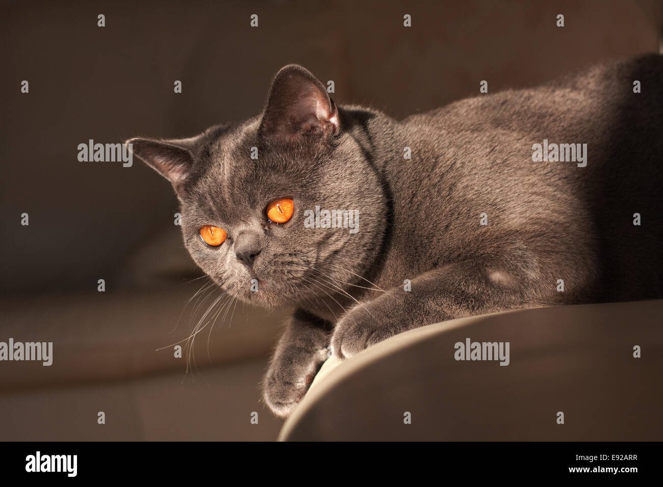 Chartreux hi-res stock photography and images - Alamy