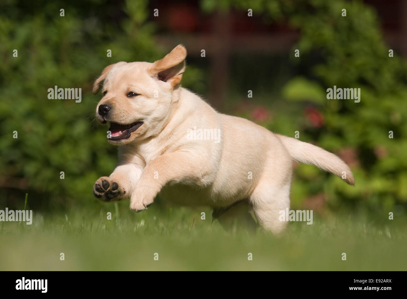 Labrador puppy runs in the garden Stock Photo - Alamy