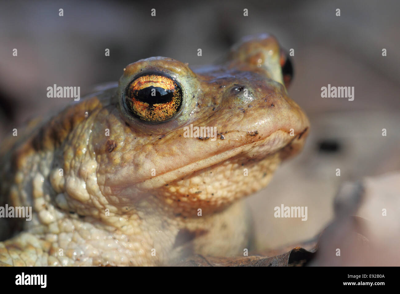 Crapaud crapaud amphibien commun hi-res stock photography and images ...