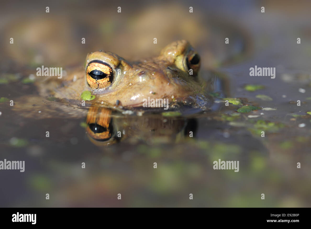 Toad pictures hi-res stock photography and images - Alamy