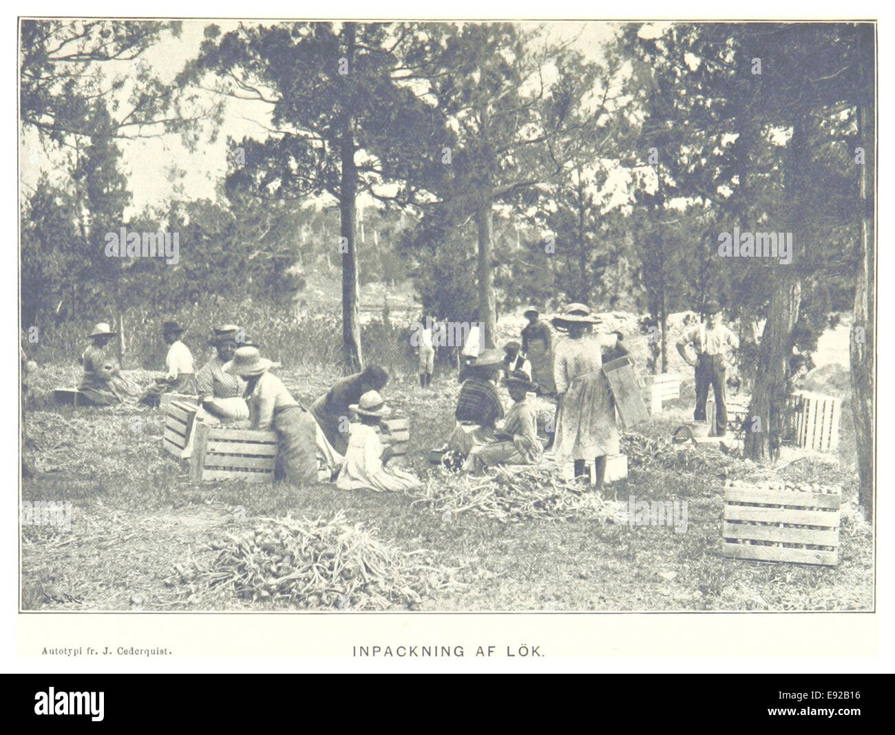 This vintage 19th-century illustration shows the process of packaging ...