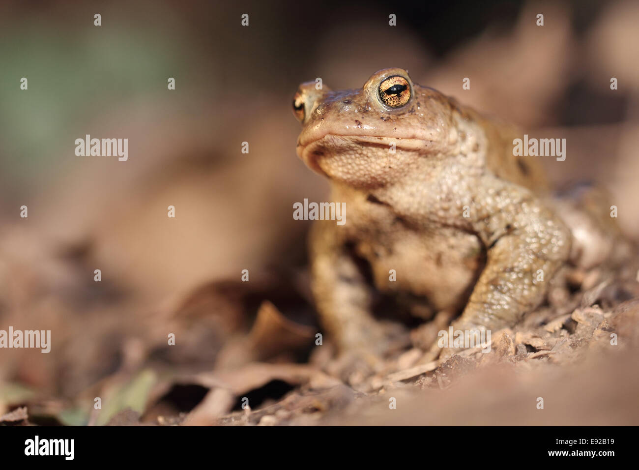Amphibie chordata hi-res stock photography and images - Alamy