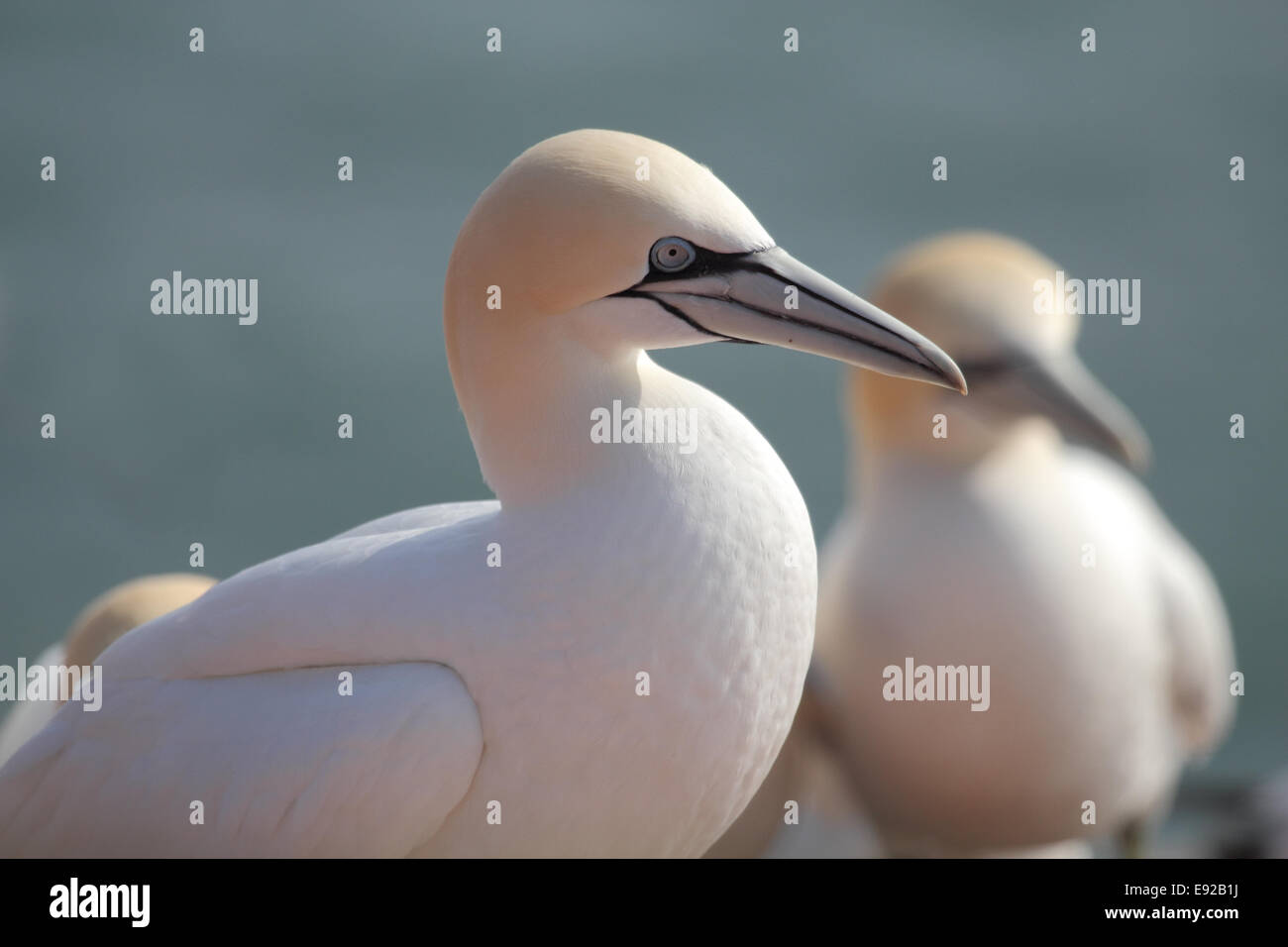 Basstoelpel bass toelpel sula bassana morus hi-res stock photography ...