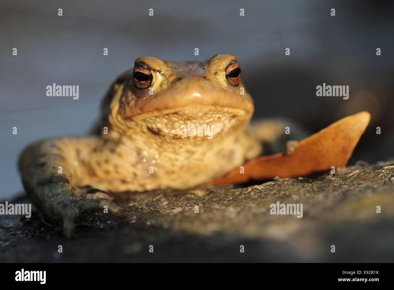 Amphibienarten hi-res stock photography and images - Alamy