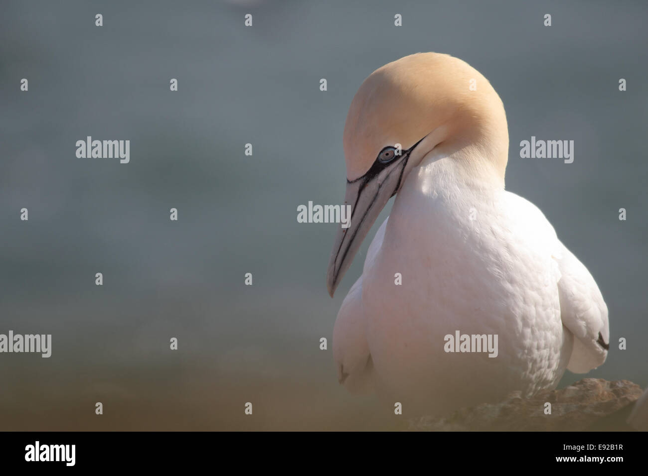 Basstoelpel bass toelpel sula bassana morus hi-res stock photography ...