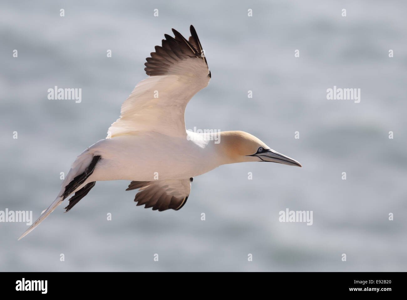 Basstoelpel bass toelpel sula bassana morus hi-res stock photography ...