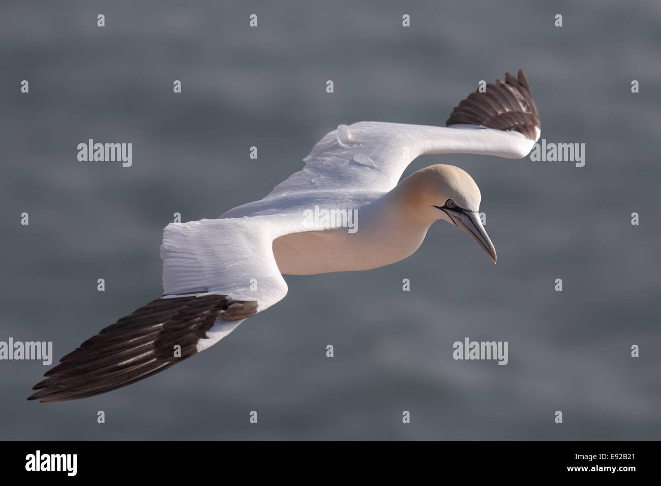 Holstei High Resolution Stock Photography and Images - Alamy