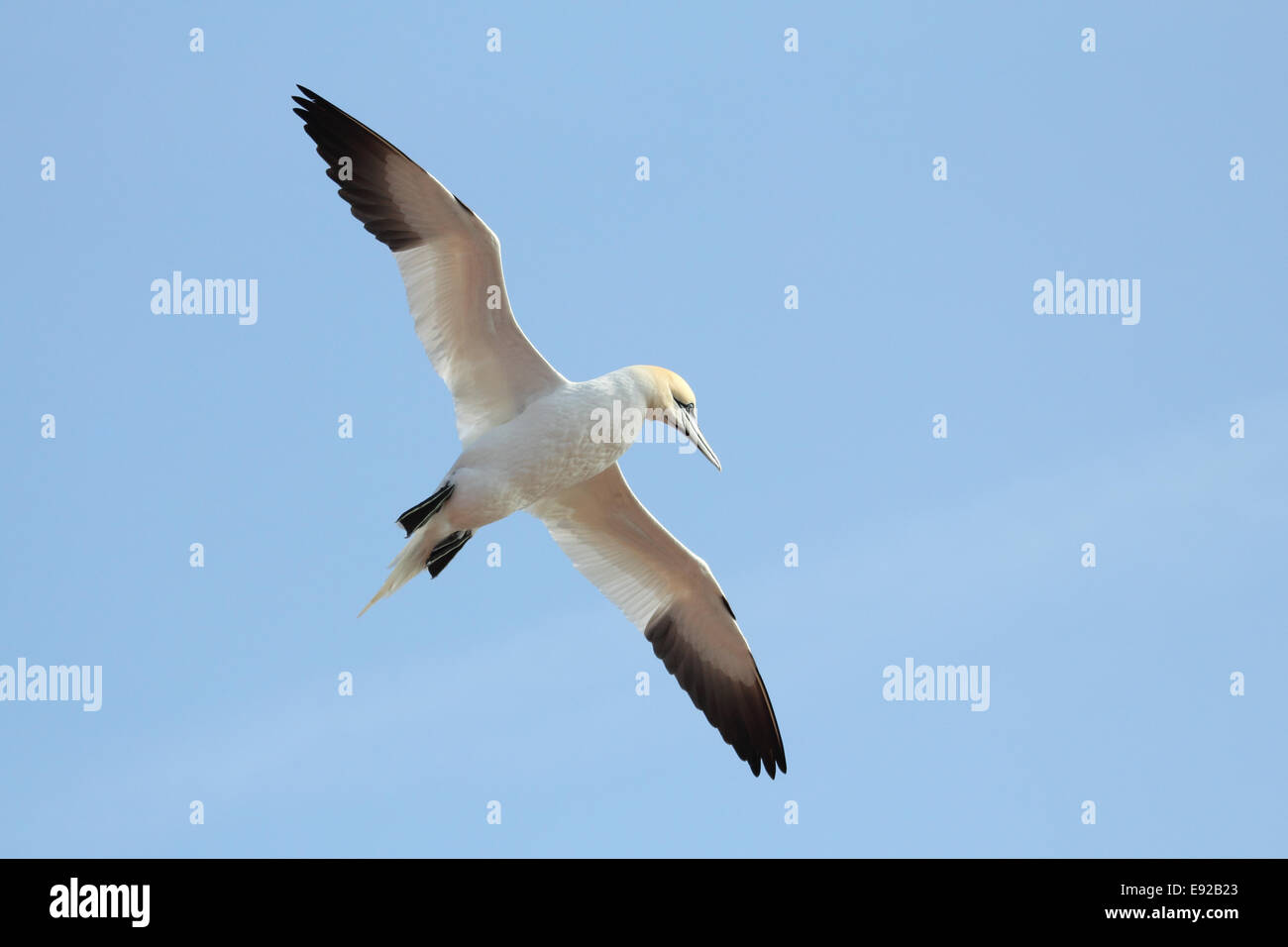 Basstoelpel bass toelpel sula bassana morus hi-res stock photography ...