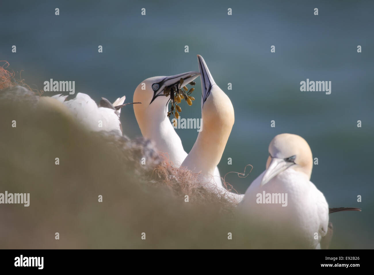 Basstoelpel bass toelpel sula bassana morus hi-res stock photography ...