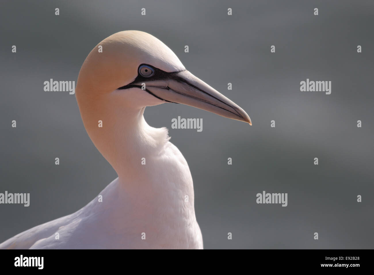 Basstoelpel bass toelpel sula bassana morus hi-res stock photography ...