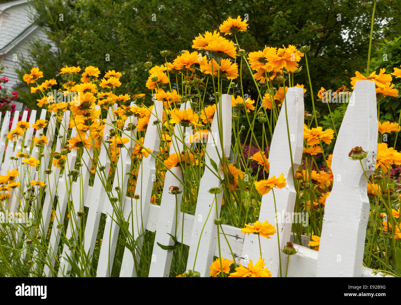 Picket fence garden blooming hi-res stock photography and images - Alamy
