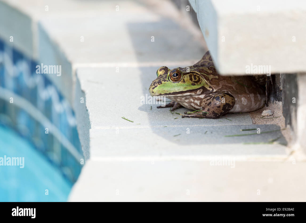 Female bullfrog hi-res stock photography and images - Alamy