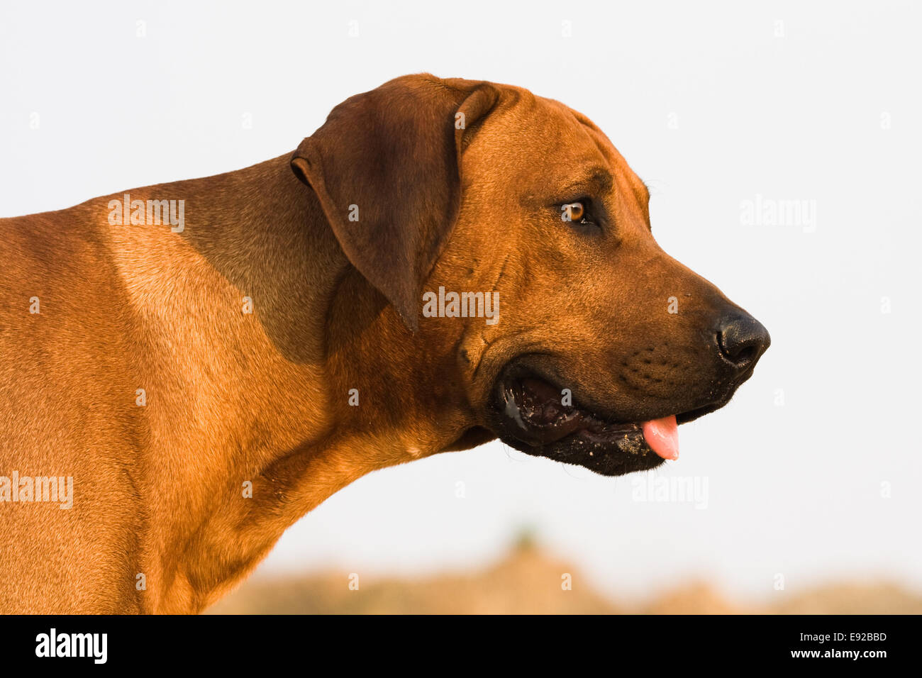 Rhodesian Ridgeback portrait Stock Photo - Alamy