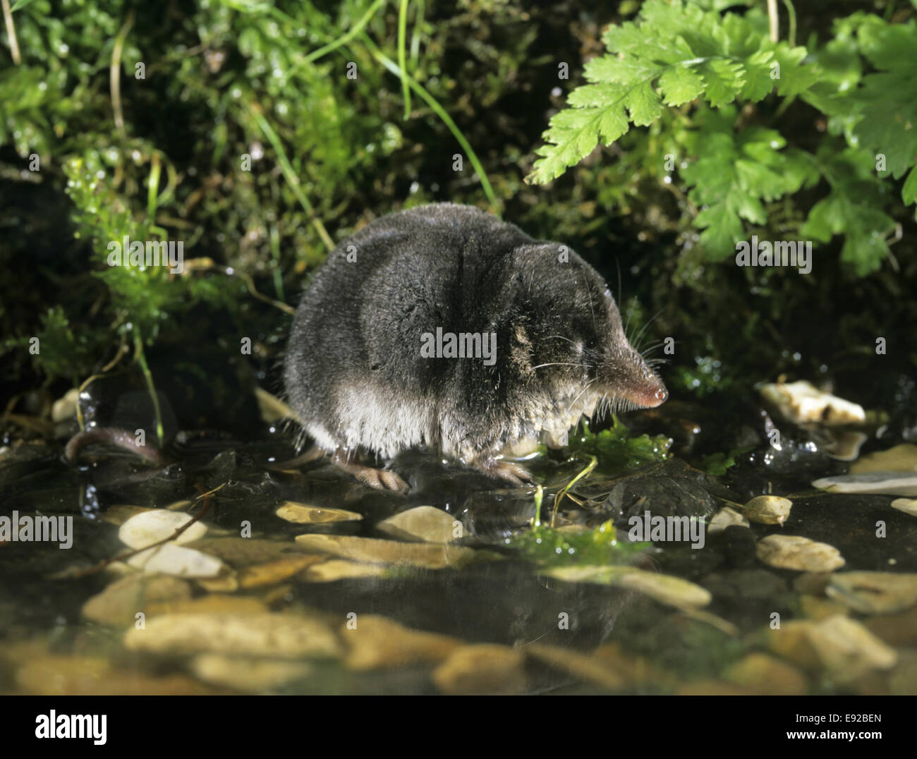 Water Shrew - Neomys fodiens Stock Photo - Alamy