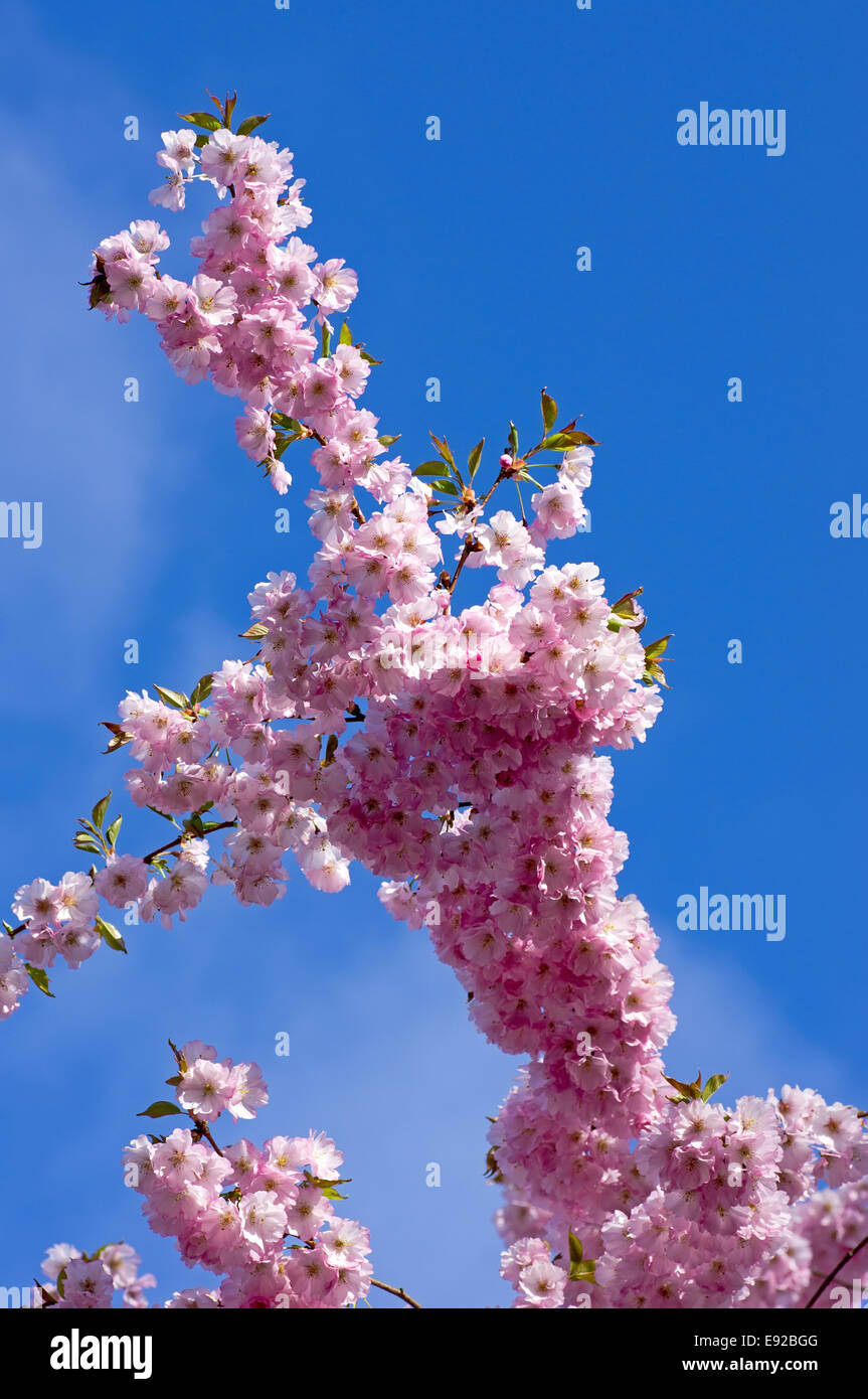 Cherrys bloom hi-res stock photography and images - Alamy