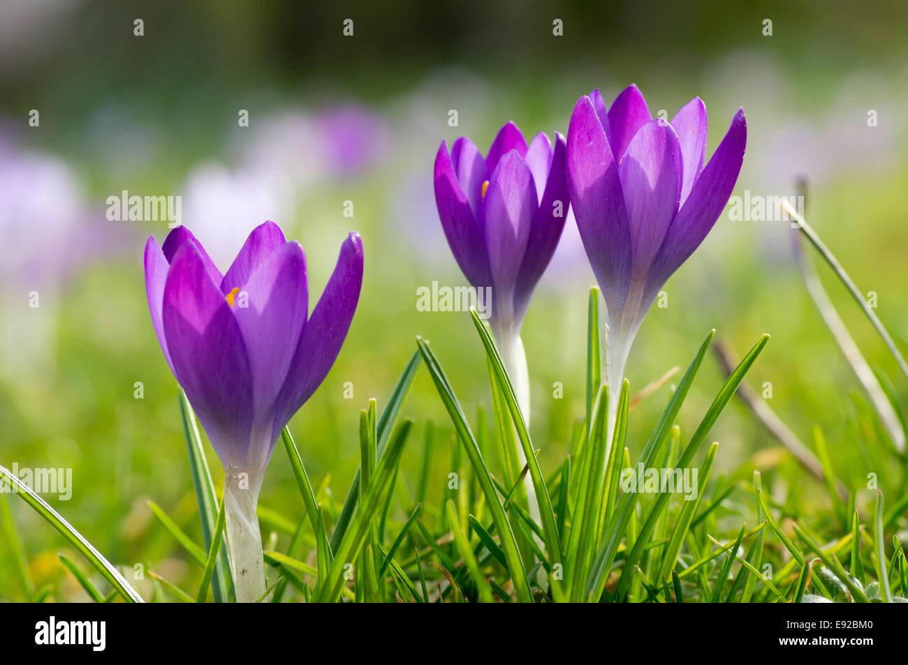 Violette krokus hi-res stock photography and images - Alamy