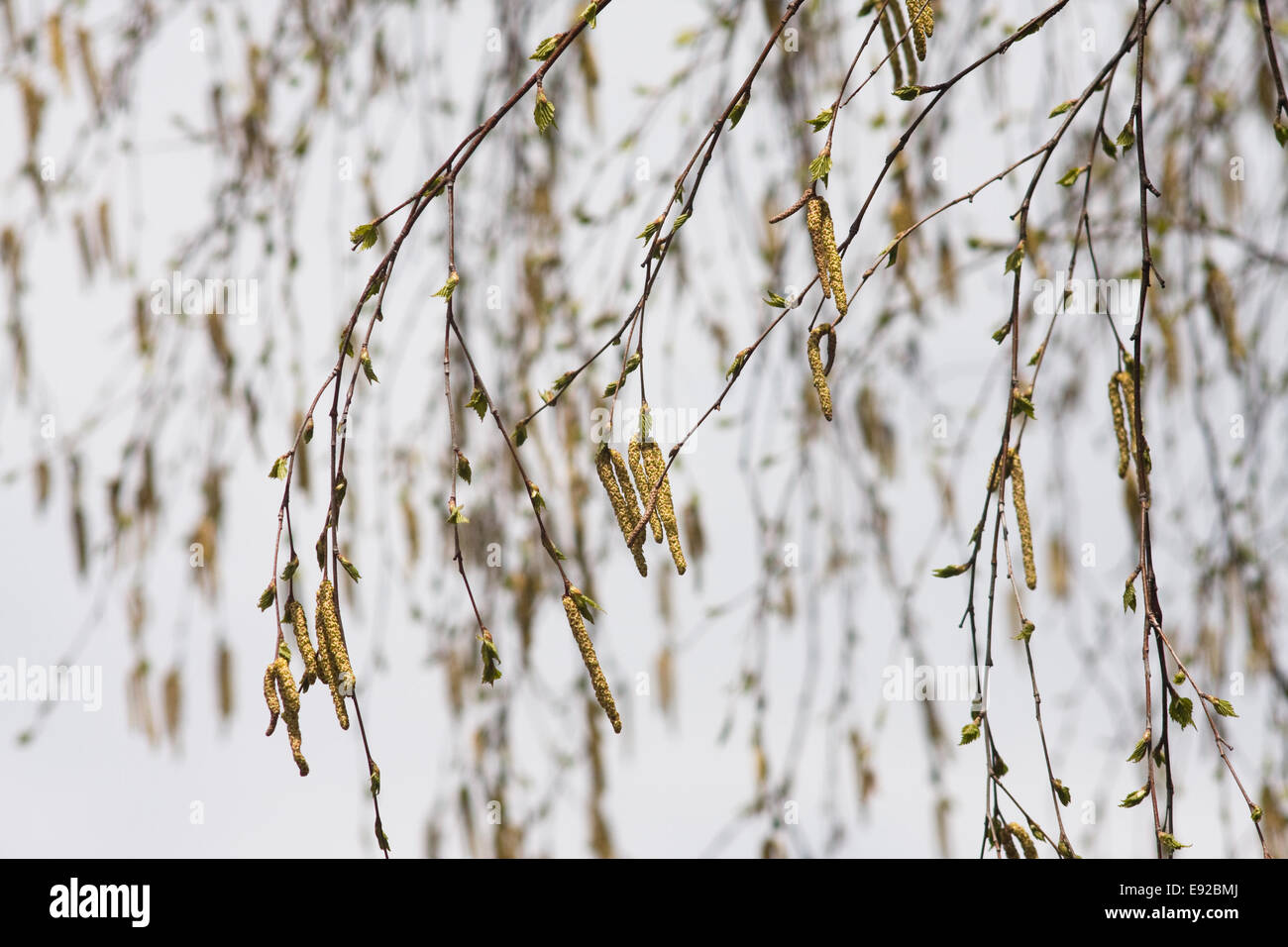 Catkins seeds hi-res stock photography and images - Alamy