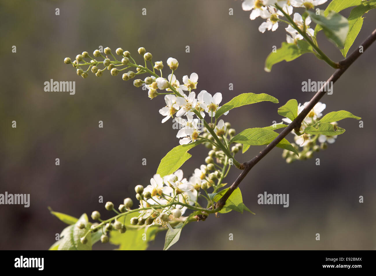 Bird cherry tree Stock Photo - Alamy